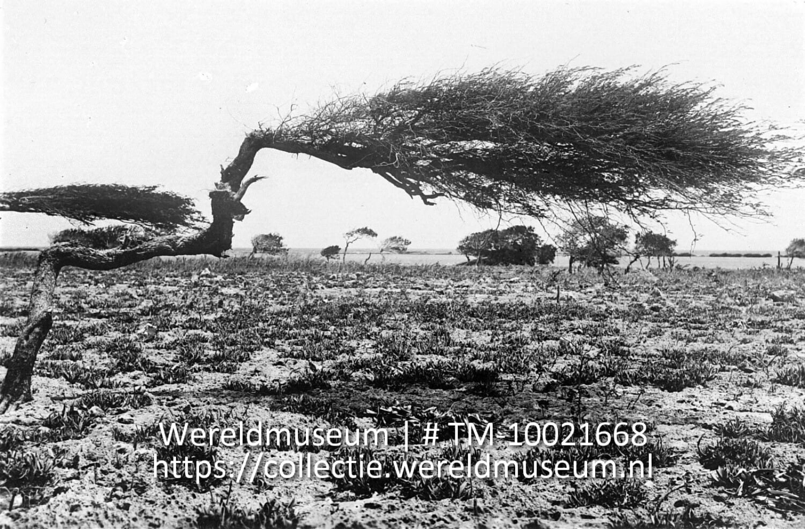Een aloe veld met een divi-divi boom. Curacao; Een aloeveld met een ...